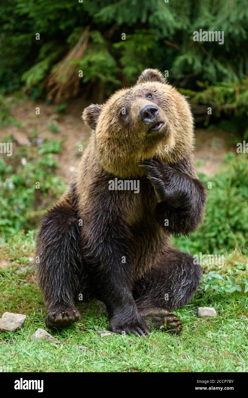 Close up brown bear sitting in funny pose in summer forest Stock Photo ...