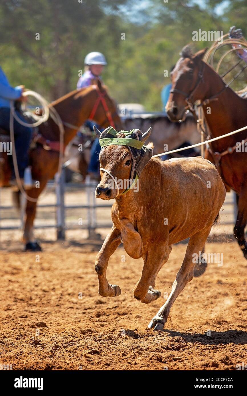 Calf being lassoed in a team calf roping event by cowboys at a country ...