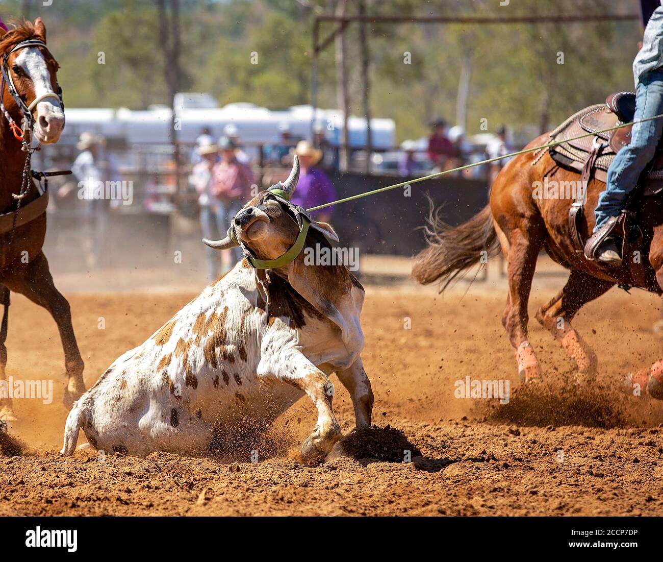 Calf being lassoed in a team calf roping event by cowboys at a country ...