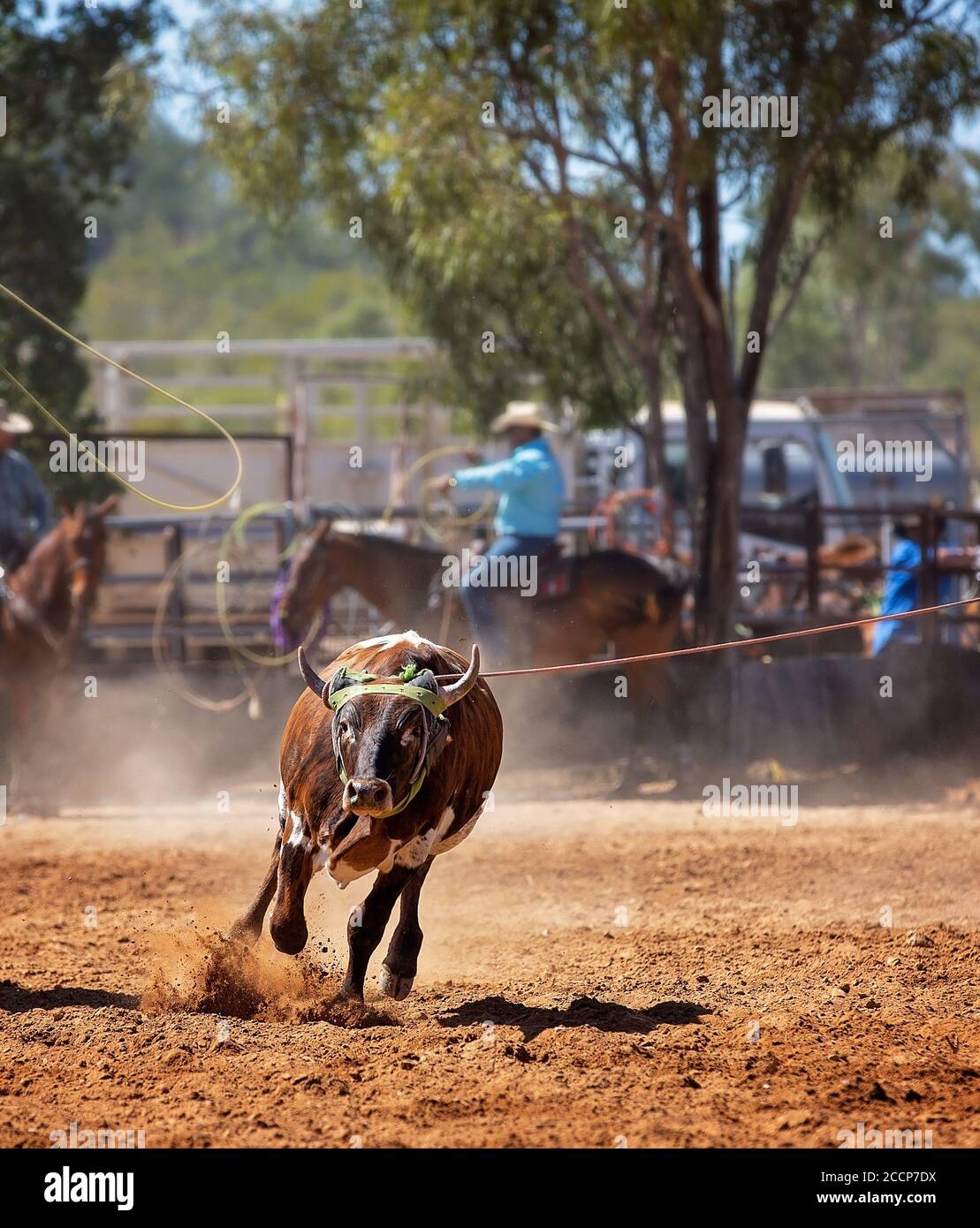 Calf being lassoed in a team calf roping event by cowboys at a country ...