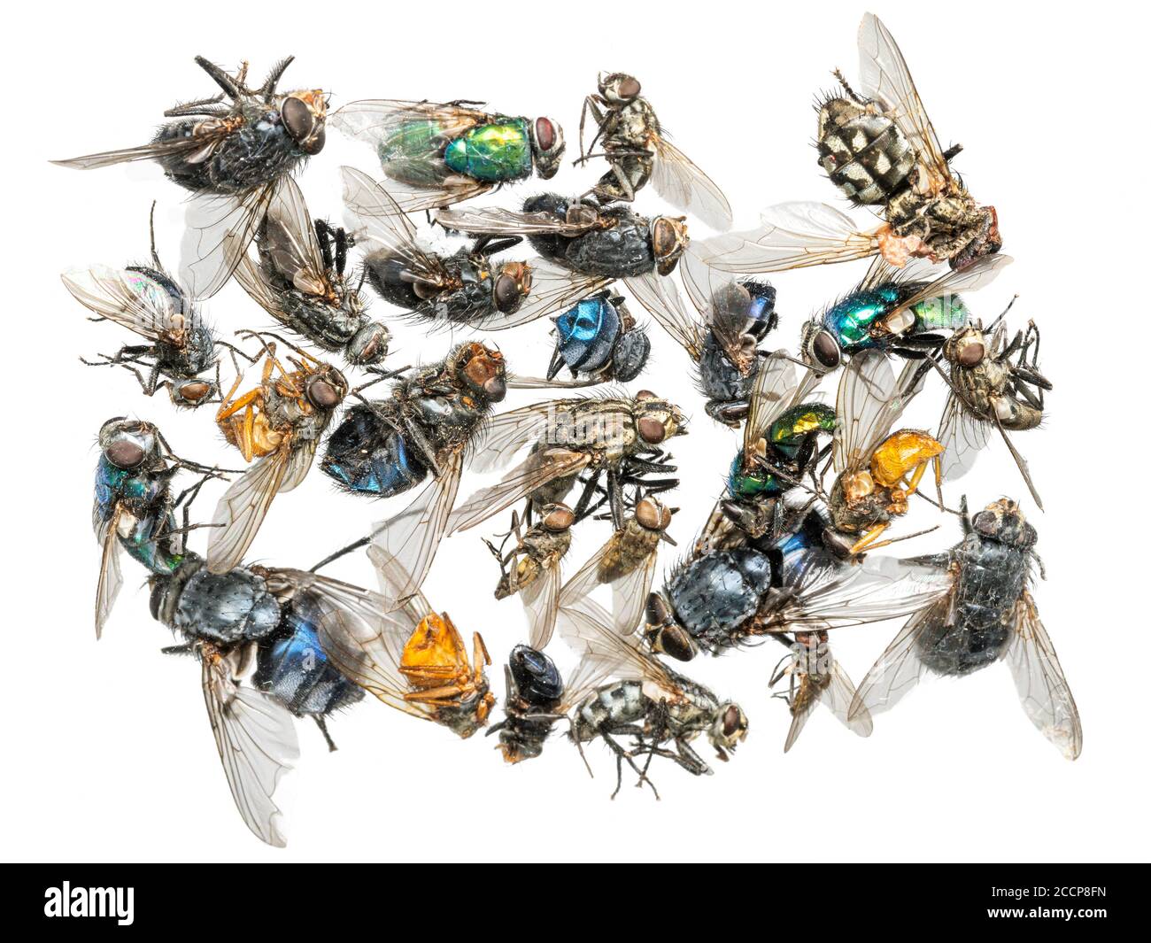 Many different colorful dead insects are in one pile. Isolated on white ...