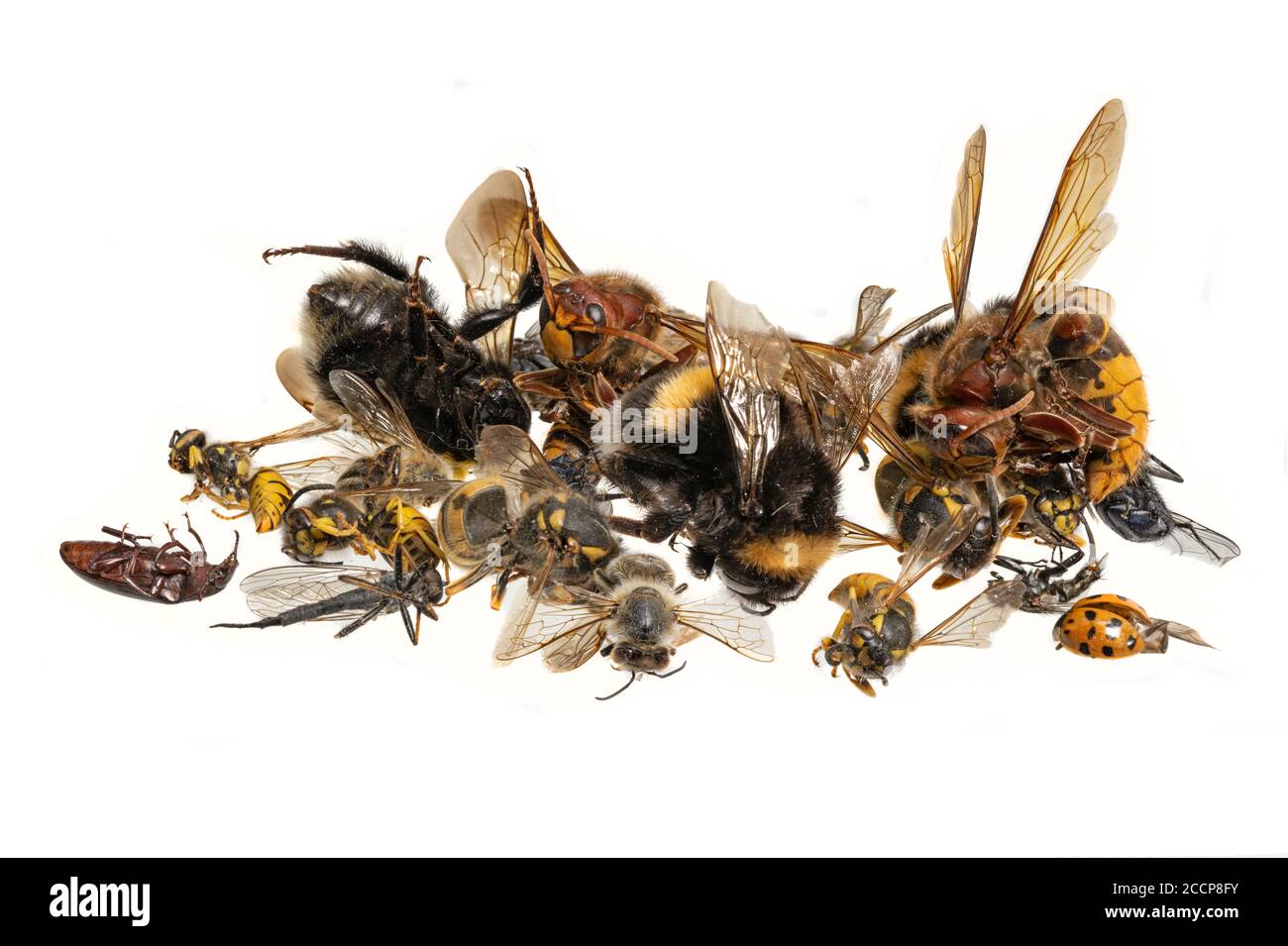 Many different colorful dead insects are in one pile. Isolated on white ...