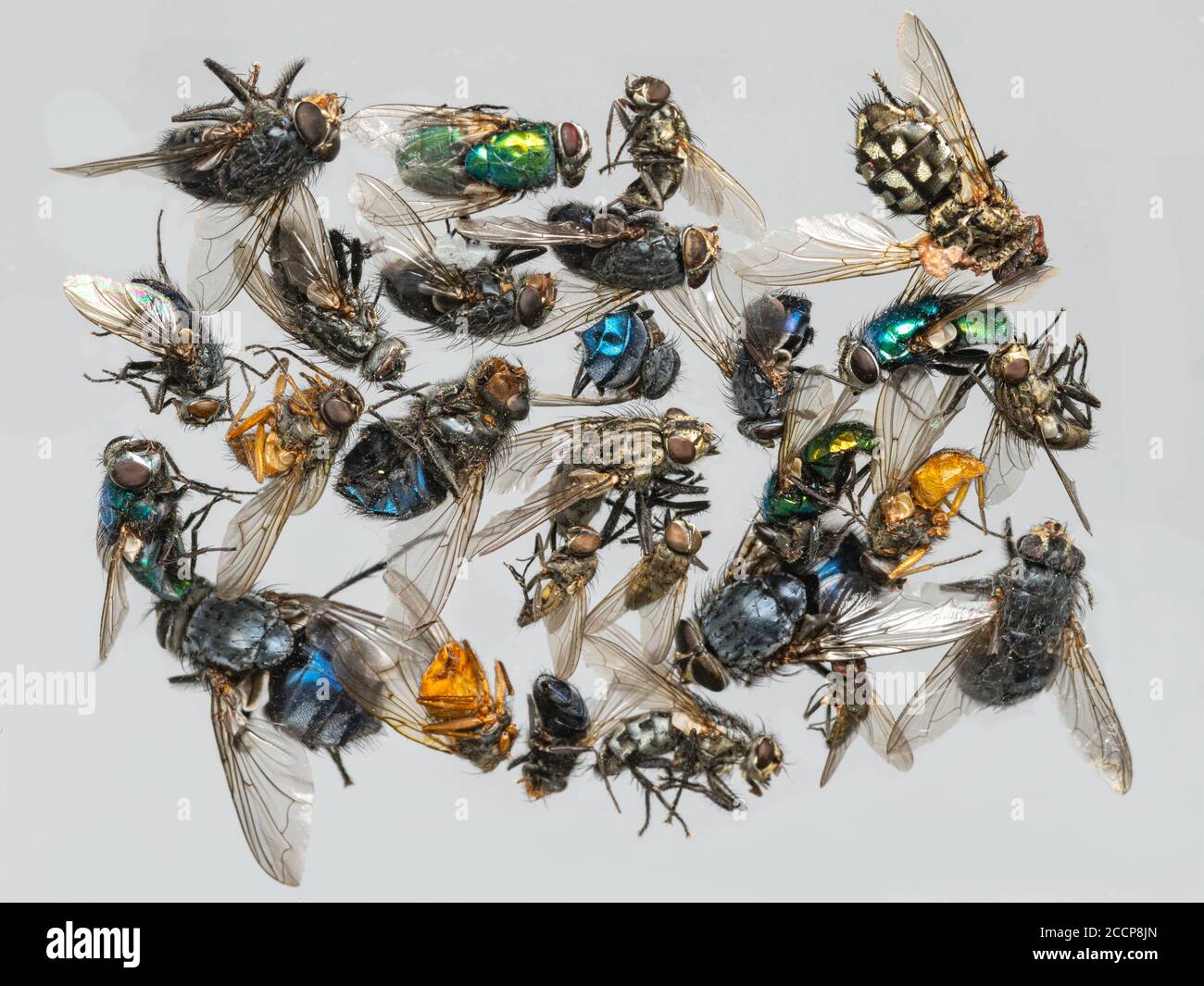 Dead insects hi-res stock photography and images - Alamy