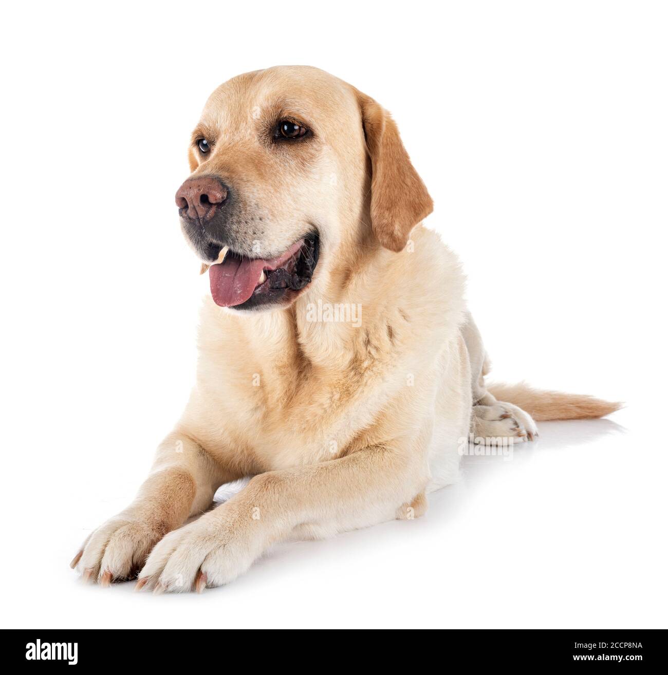 labrador retriever in front of white background Stock Photo - Alamy