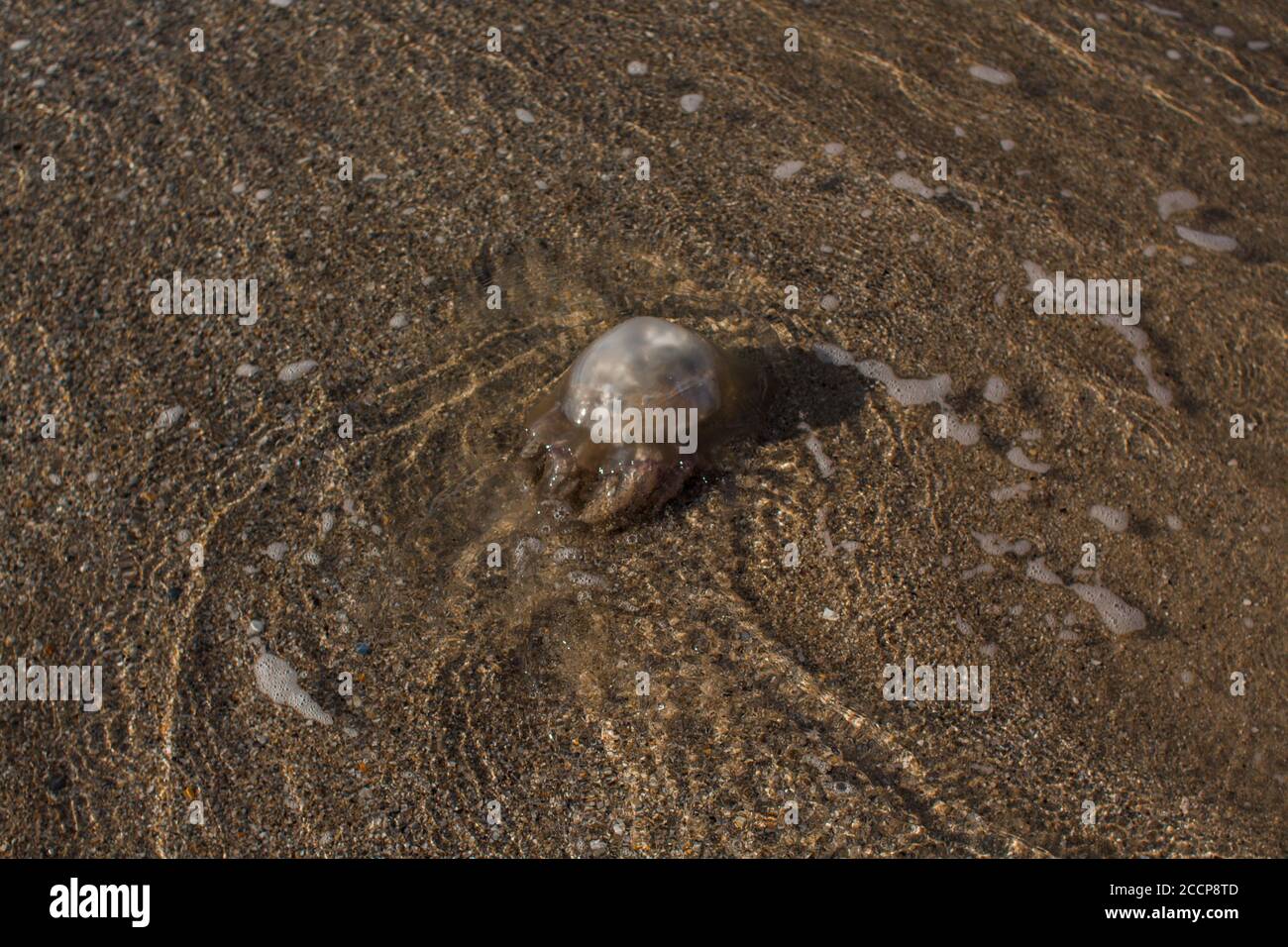 a jellyfish washed up on the seashore Stock Photo - Alamy