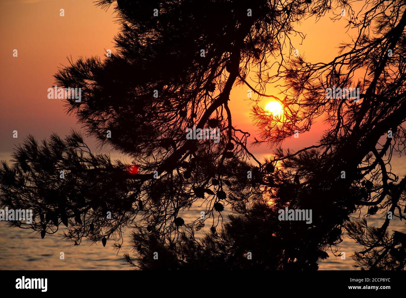 Sun on sunset through pine hi-res stock photography and images - Alamy