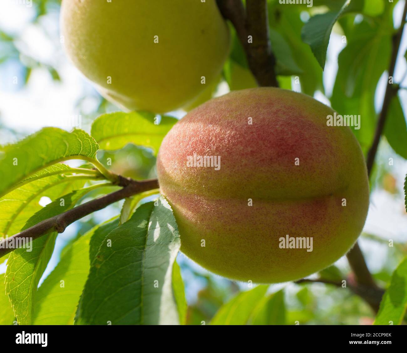 Peaches on the tree ON BLURE BACKGROUND. Summer, freshness. Sweet peach ...