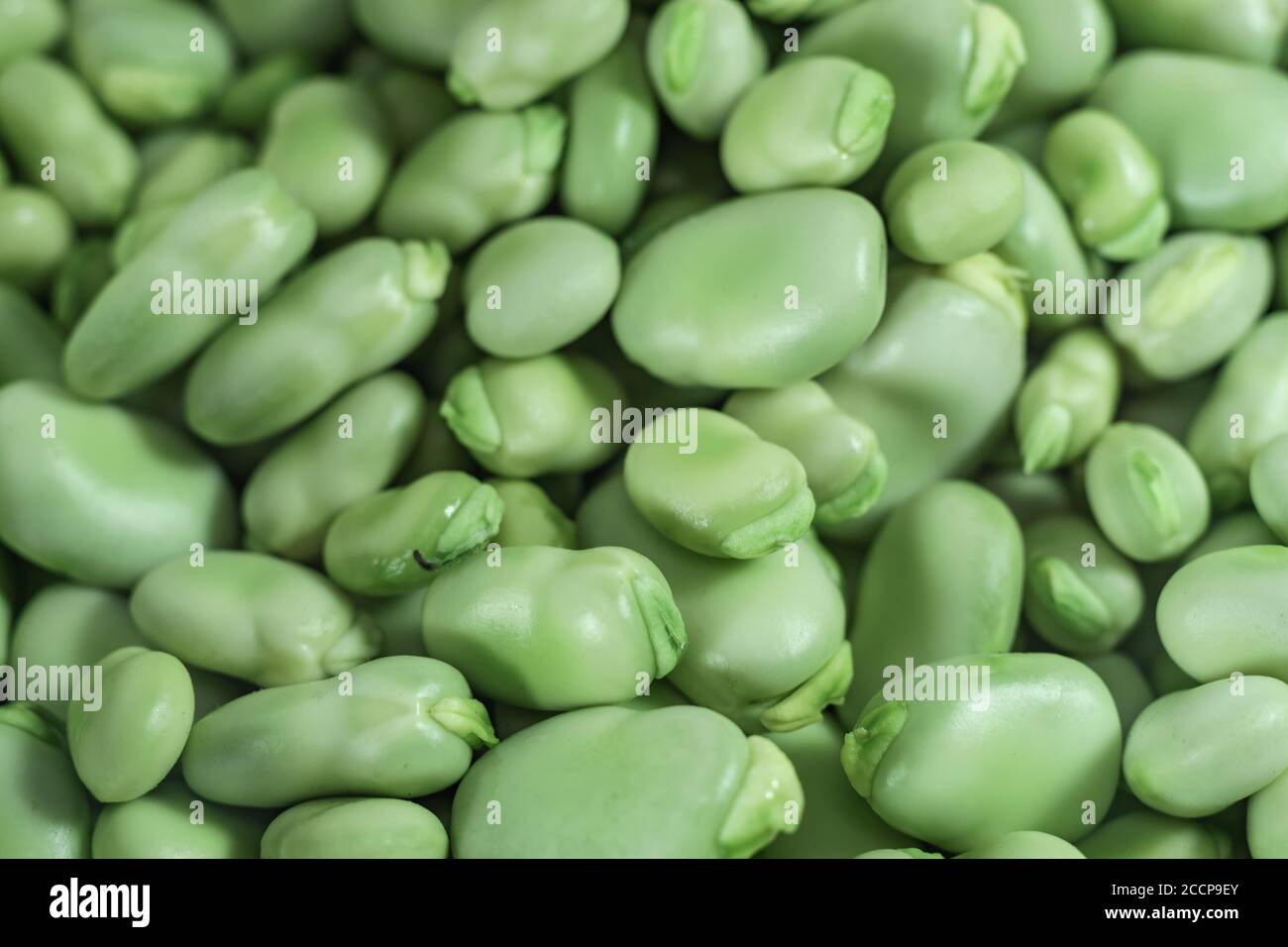 Close up Beautiful fresh geen broad beans pattern background texture ...
