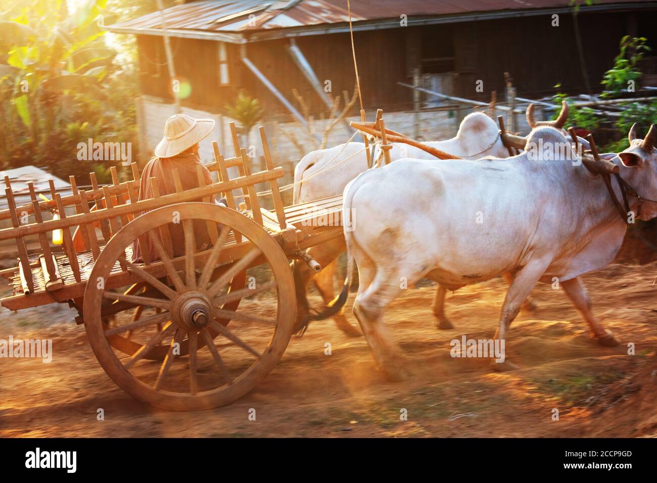 Bull pulling cart hi-res stock photography and images - Alamy