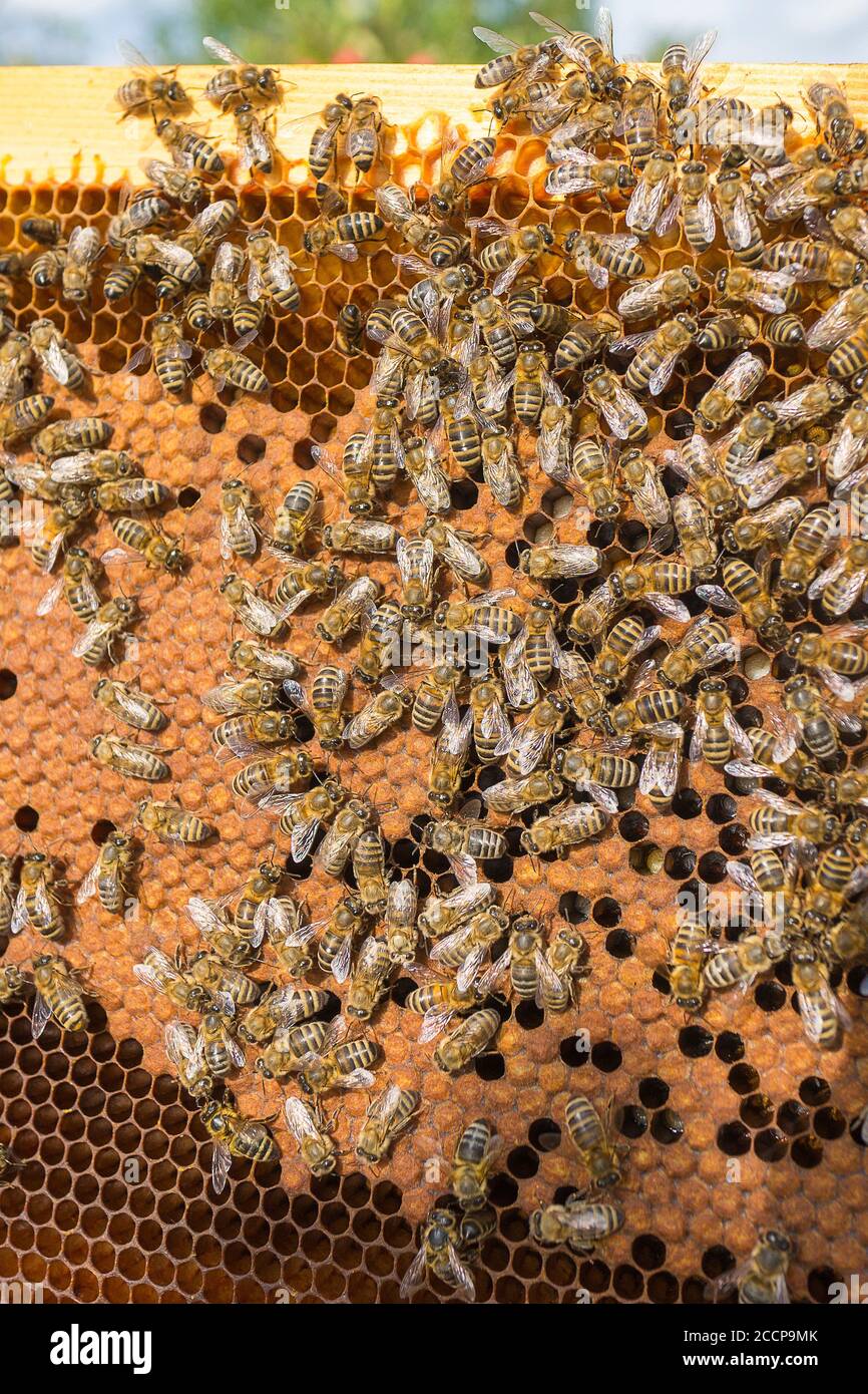 Beekeeper holding frame of honeycomb with bees. Life of bees. Worker ...