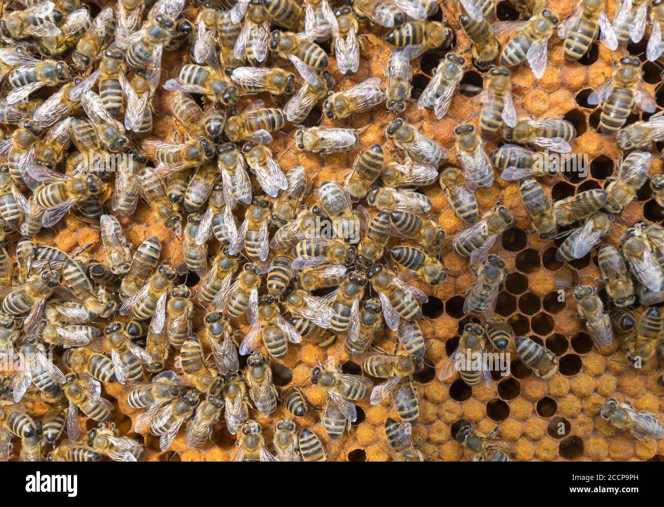 Beekeeper holding frame of honeycomb with bees. Life of bees. Worker ...