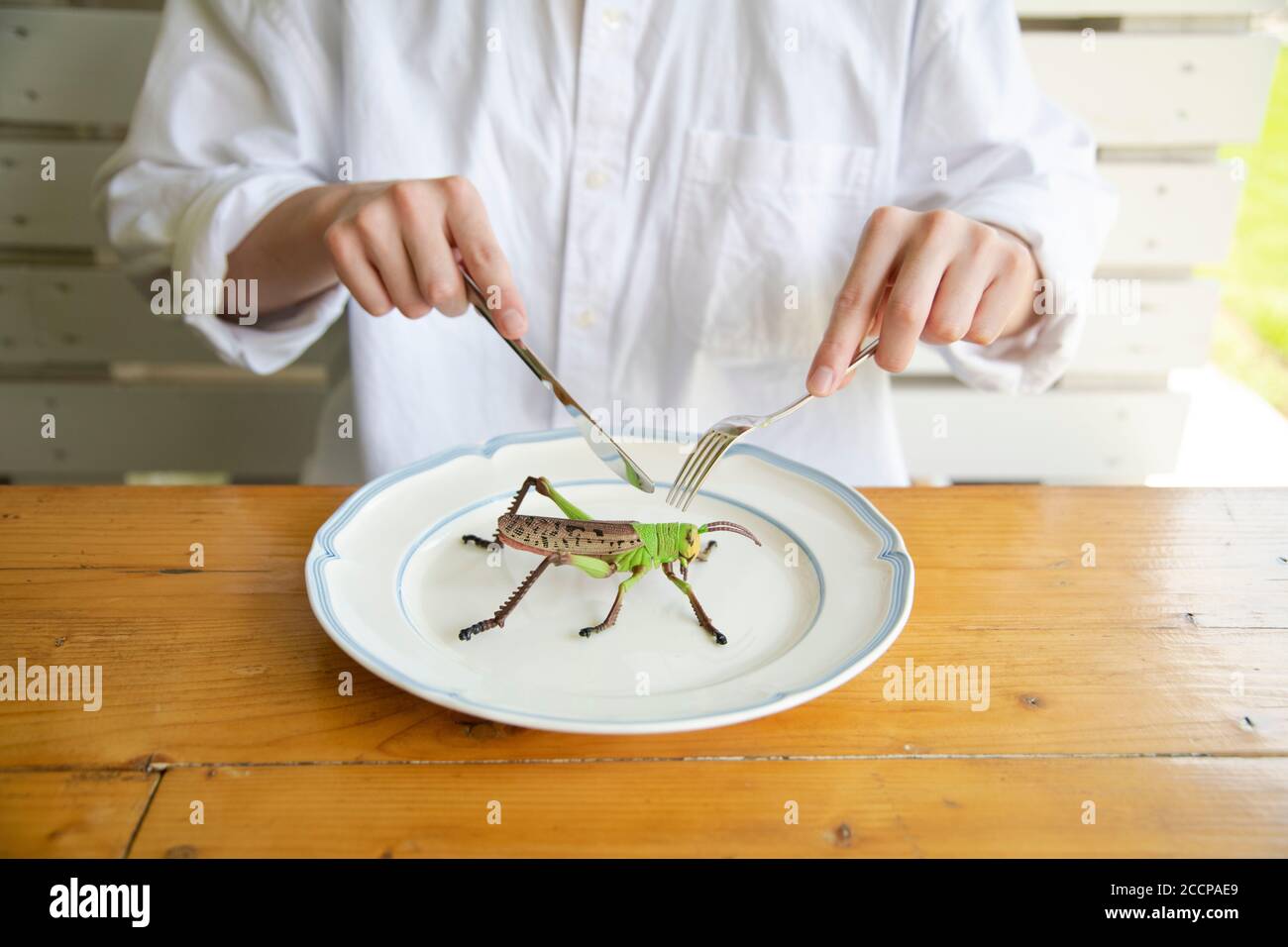 Insect edible 2020 hi-res stock photography and images - Alamy