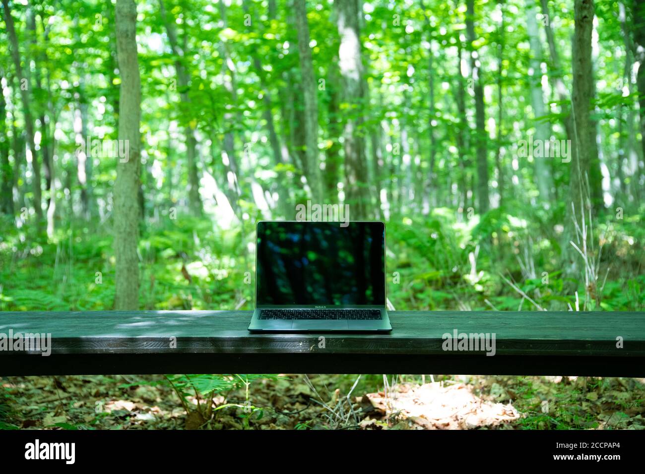 Laptop Computer in the Forest Stock Photo - Alamy