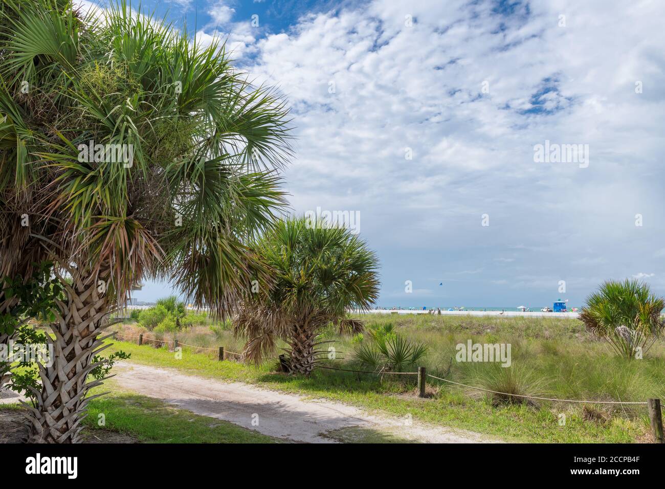 Siesta Key Beach on a beautiful summer day with palm trees, ocean and ...