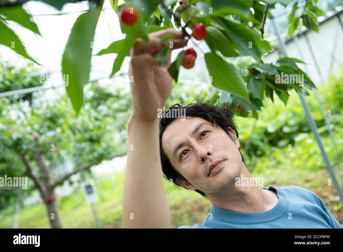Mature man cherry hi-res stock photography and images - Alamy