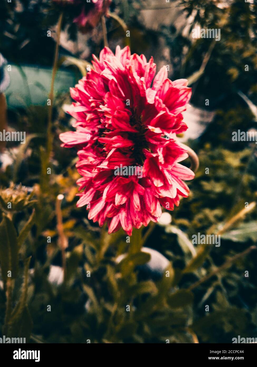 Red colored Chrysanthemum flower in its side view with green leaves ...