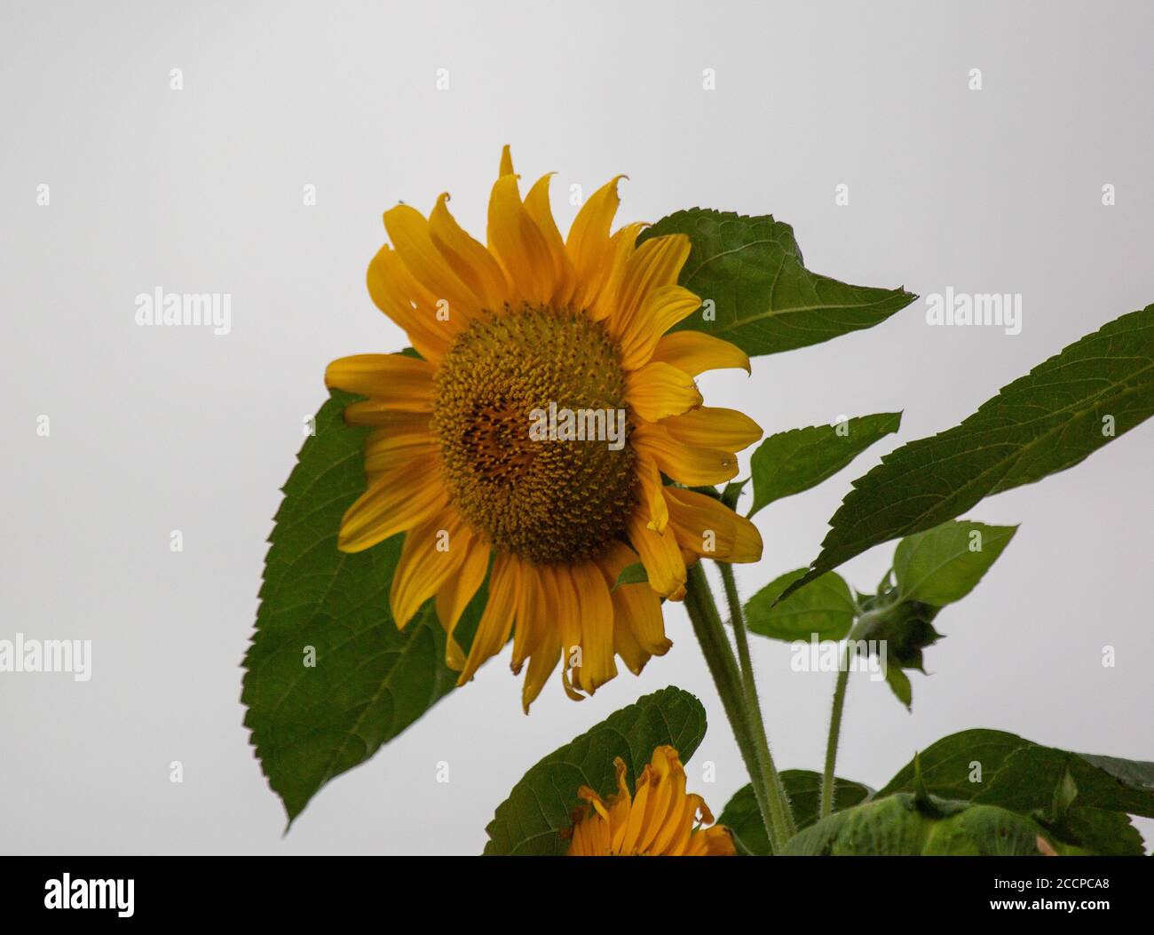 Summer sun flowers hi-res stock photography and images - Alamy