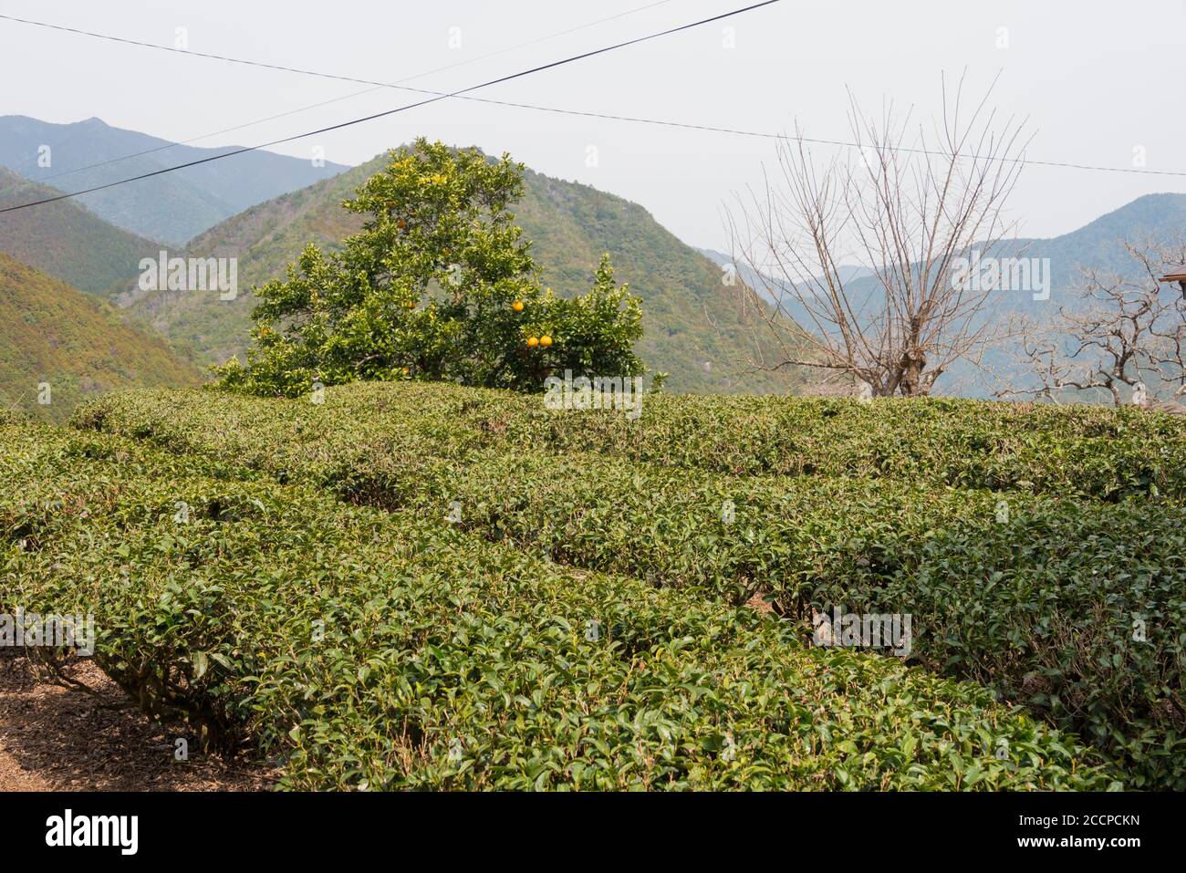 Ancient tea route hi-res stock photography and images - Alamy