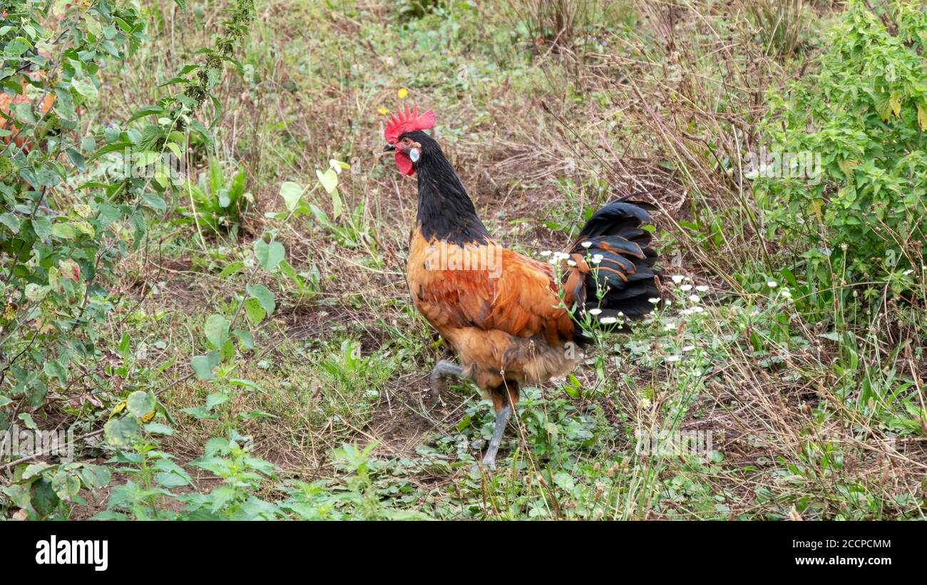 Free rooster hi-res stock photography and images - Alamy