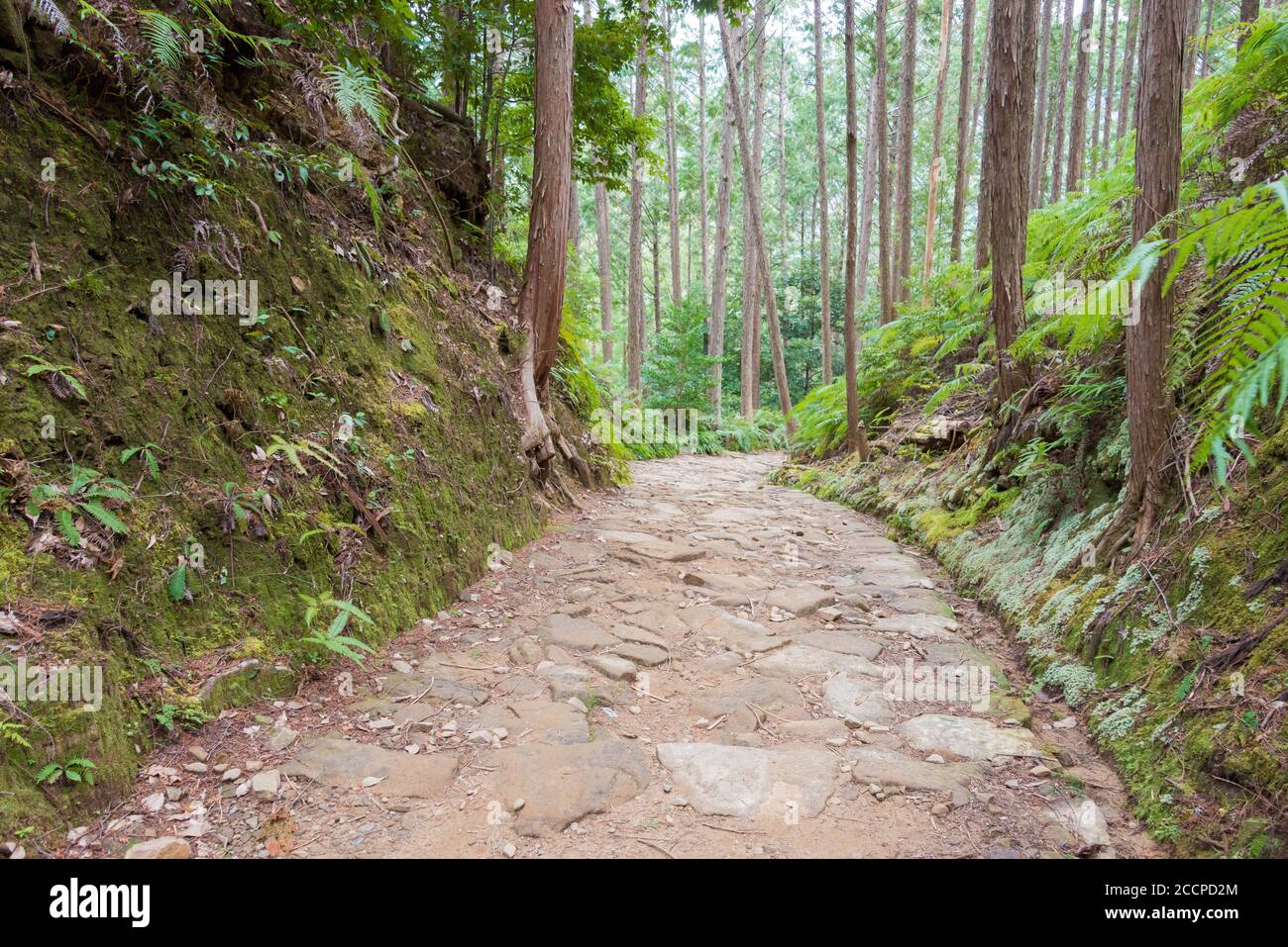 Between Fushiogami-oji and Kumano Hongu Taisha on Kumano Kodo ...