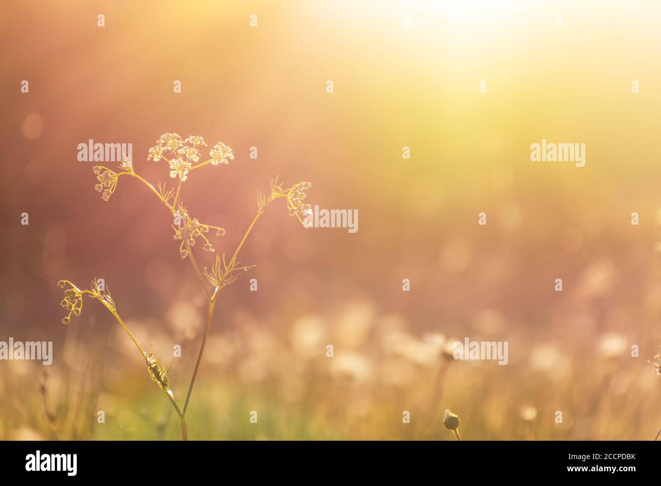 Yarrow flower in bright sunlight. Beautiful summer background with a ...