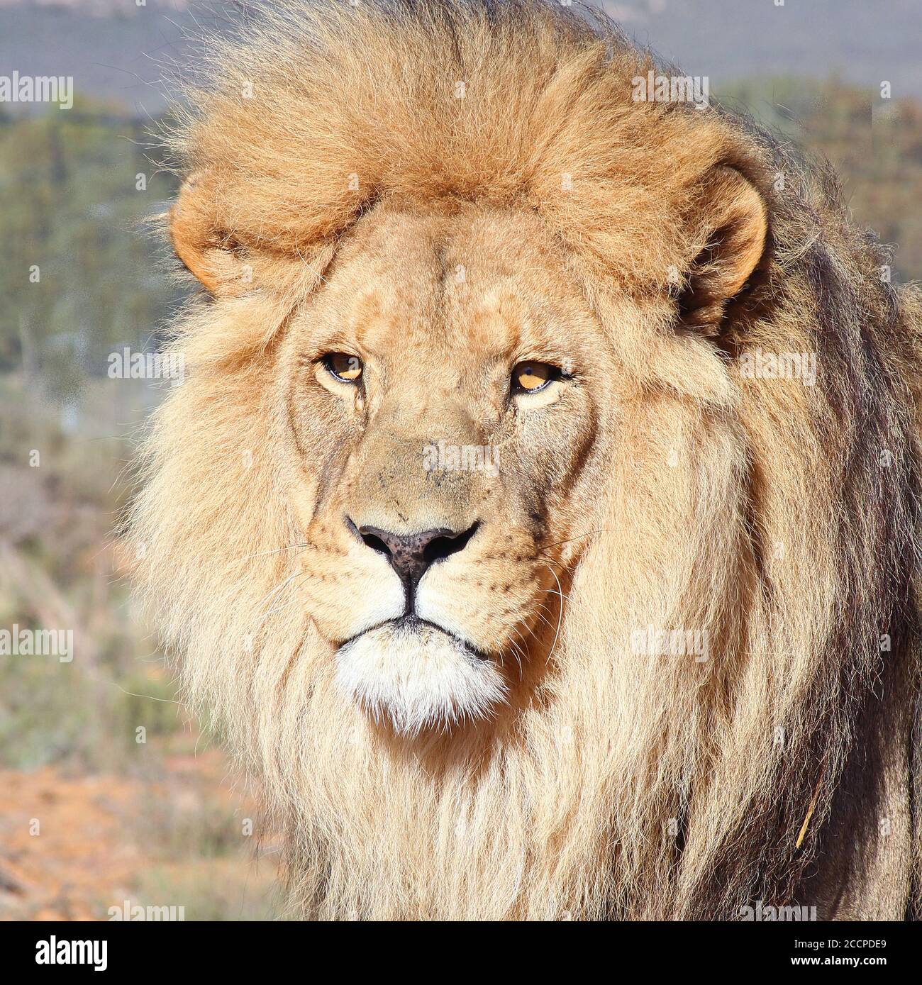 A big male lion posing for the camera in a private game reserve in the ...
