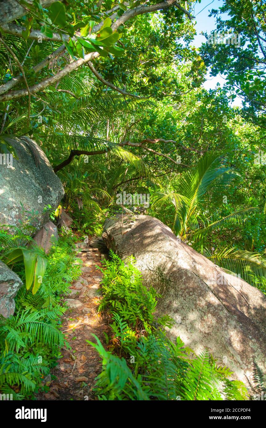 Scenery view of the Dense green tropical jungle in the wilderness Stock ...