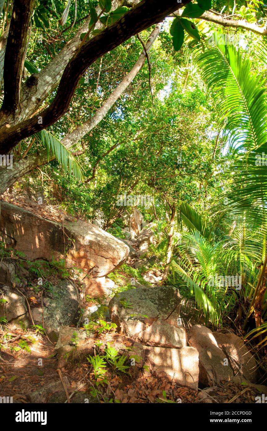 Scenery view of the Dense green tropical jungle in the wilderness Stock ...