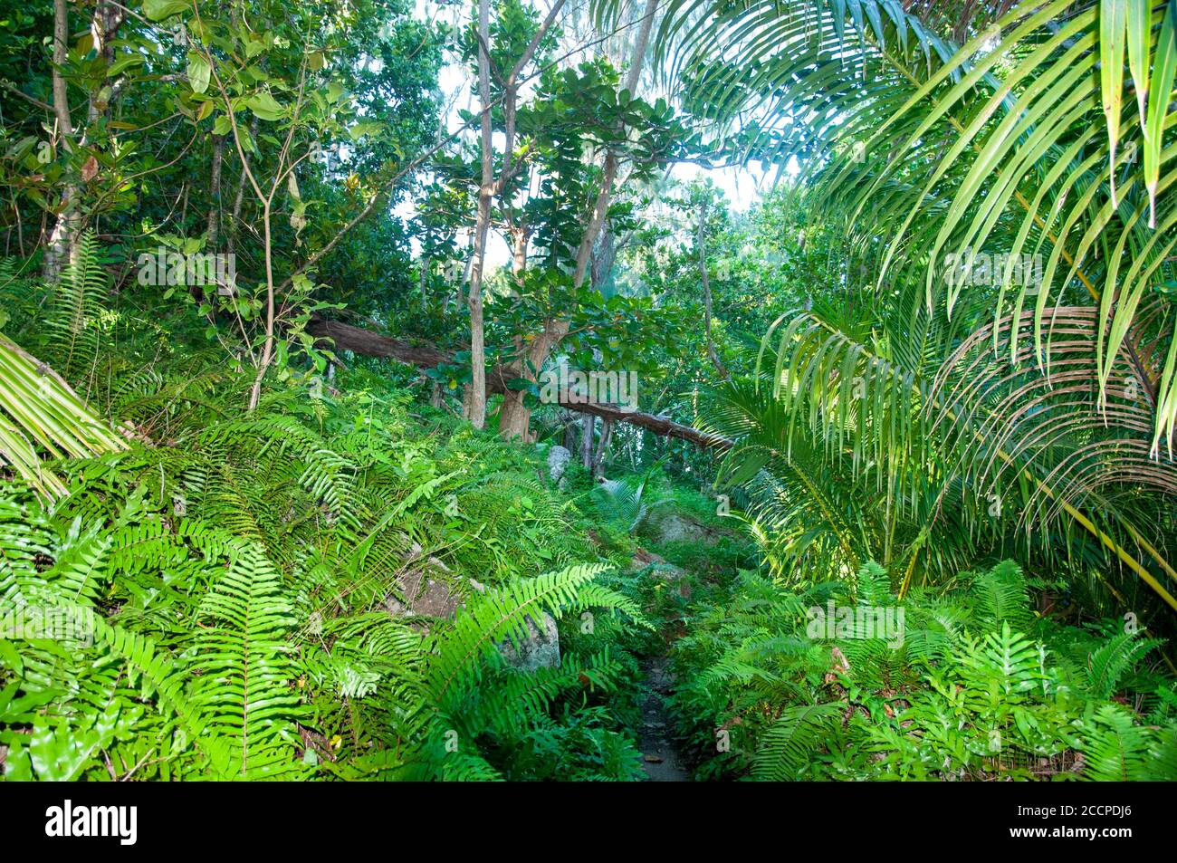 Scenery view of the Dense green tropical jungle in the wilderness Stock ...