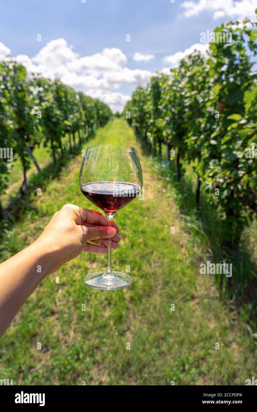 glass of red wine in a grape plant row in a vineyard Stock Photo - Alamy