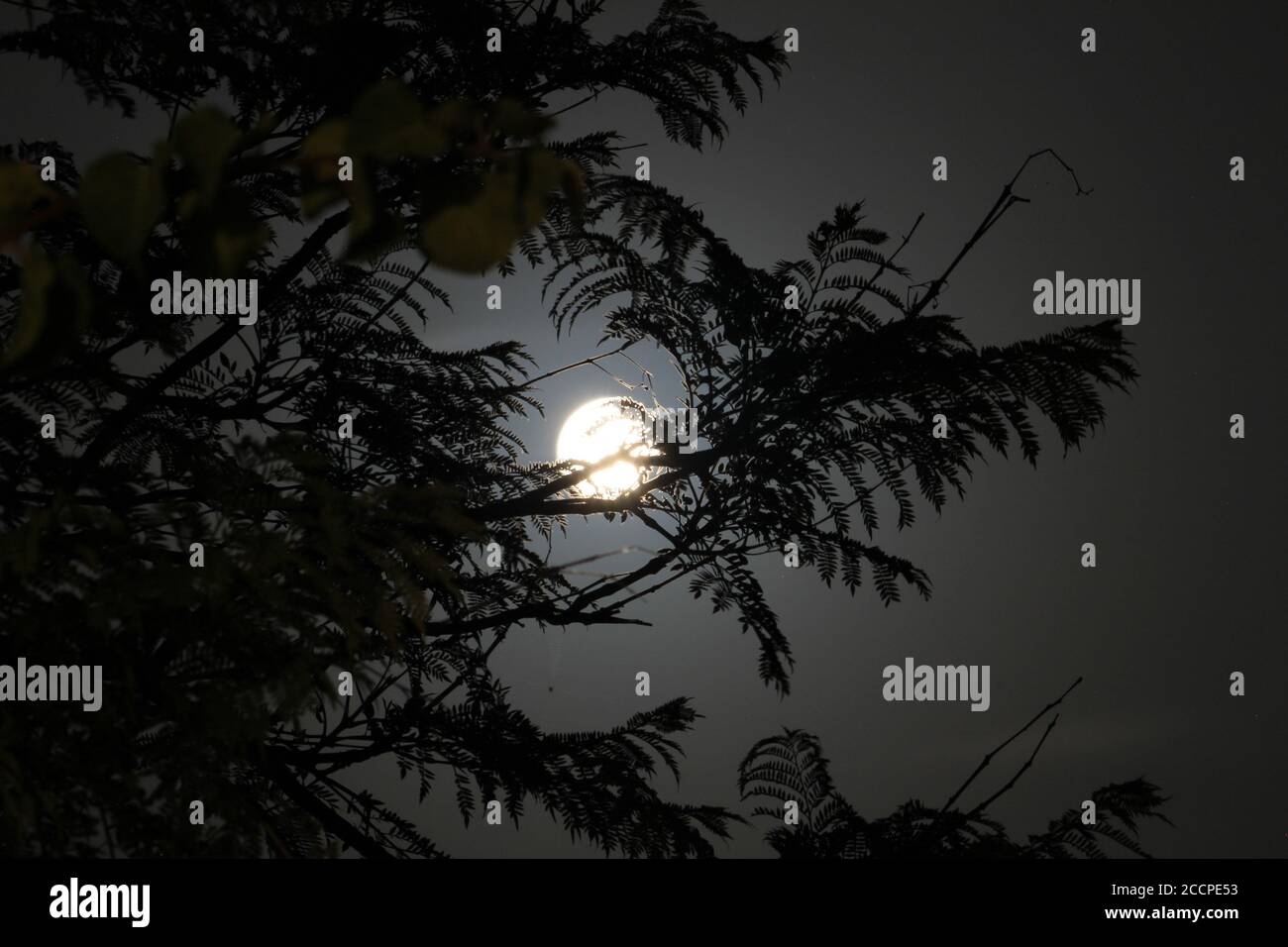 Full Moon Behind Branches Of A Tree High Resolution Stock Photography ...