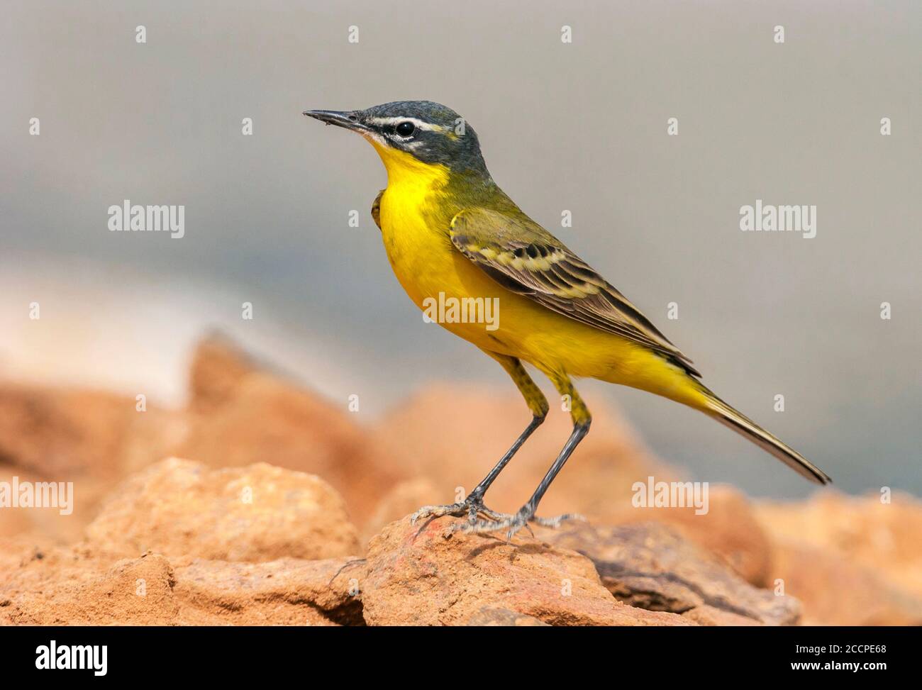 Adult male Blue-headed Wagtail (Motacilla flava) during spring migration in Israel Stock Photo ...