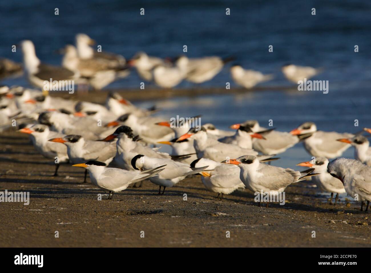 Mixed gull and tern flock on the beach in Western Sahara, Morocco ...