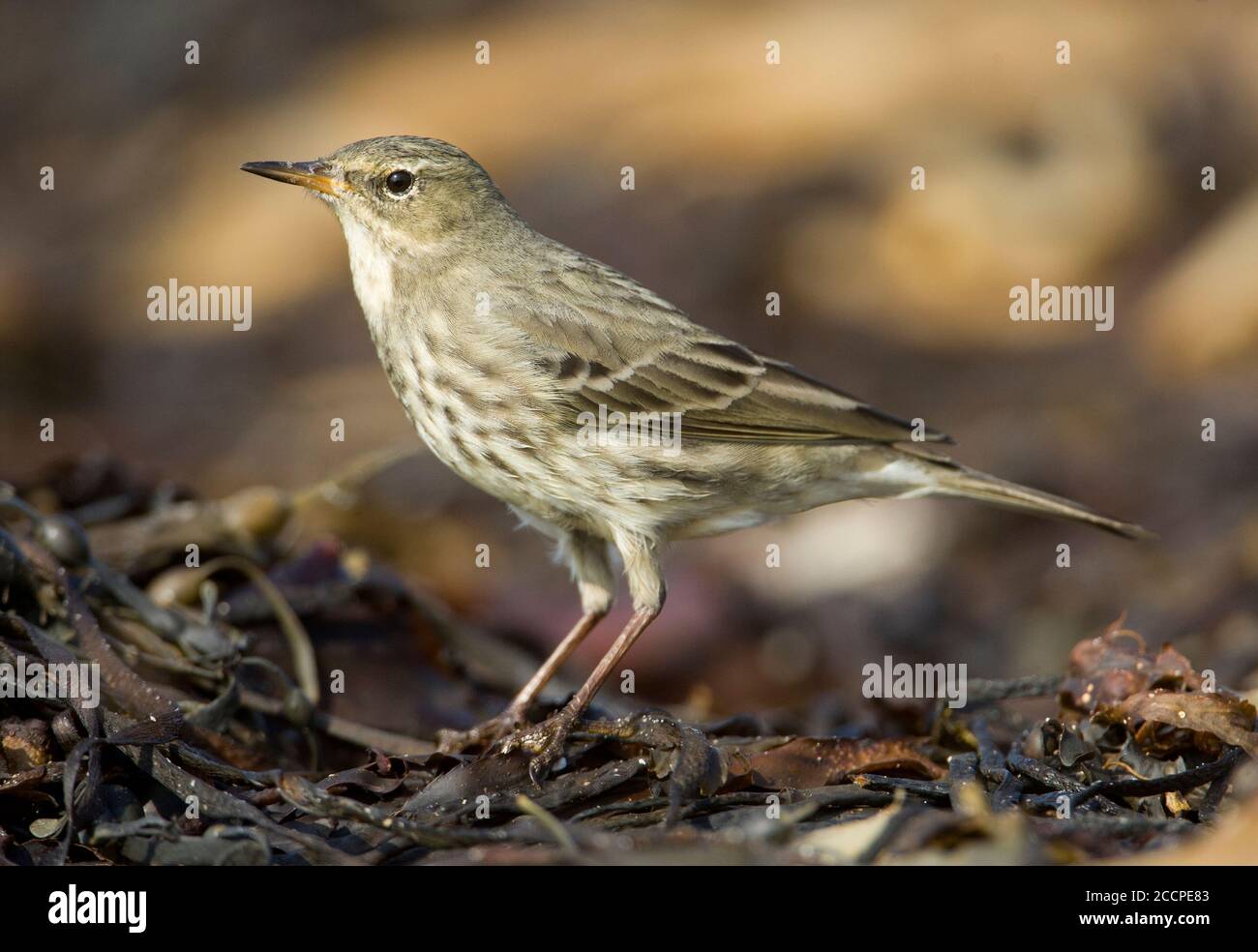 Rock Pipit (Anthus petrosus) on Sein island off the west coast of ...