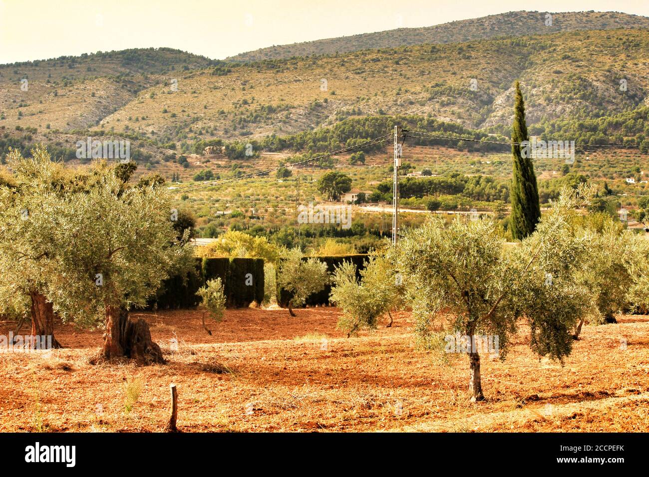 Countryside landscape with olive trees and conifers in southern Spain ...