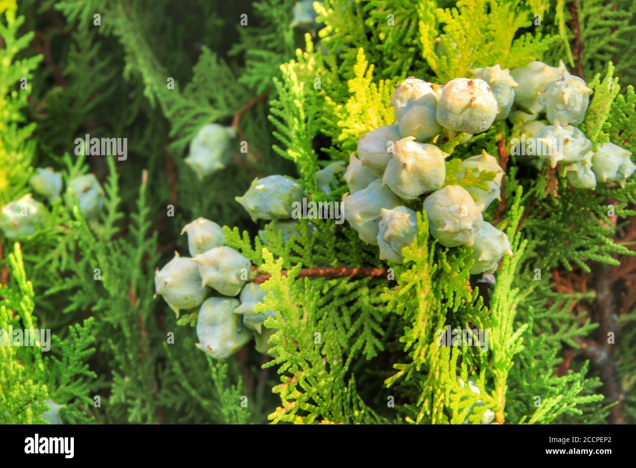 Beautiful Juniperus Communis plant in the garden in summer Stock Photo ...