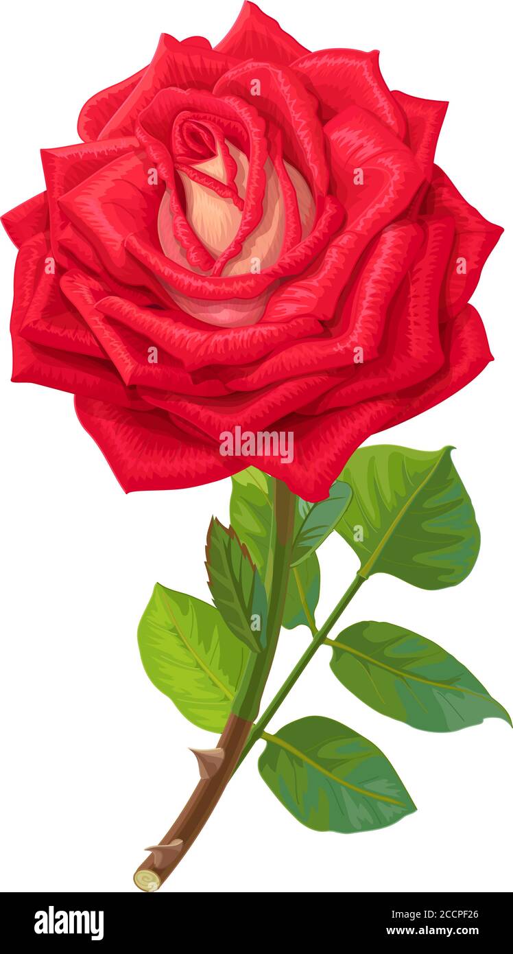 Antique Rose Clip Art