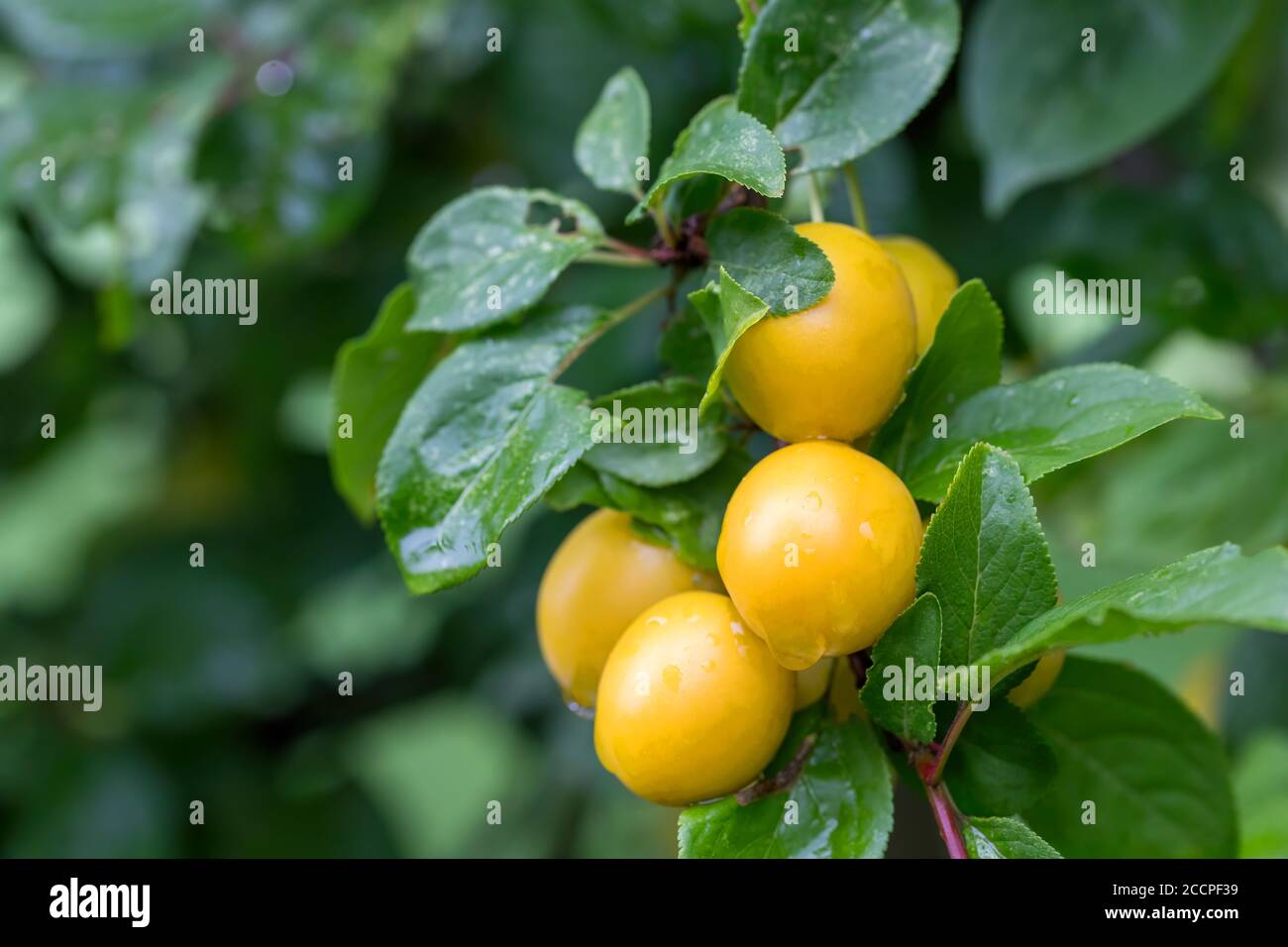 Mirabelle prune prunus domestica hi-res stock photography and images ...