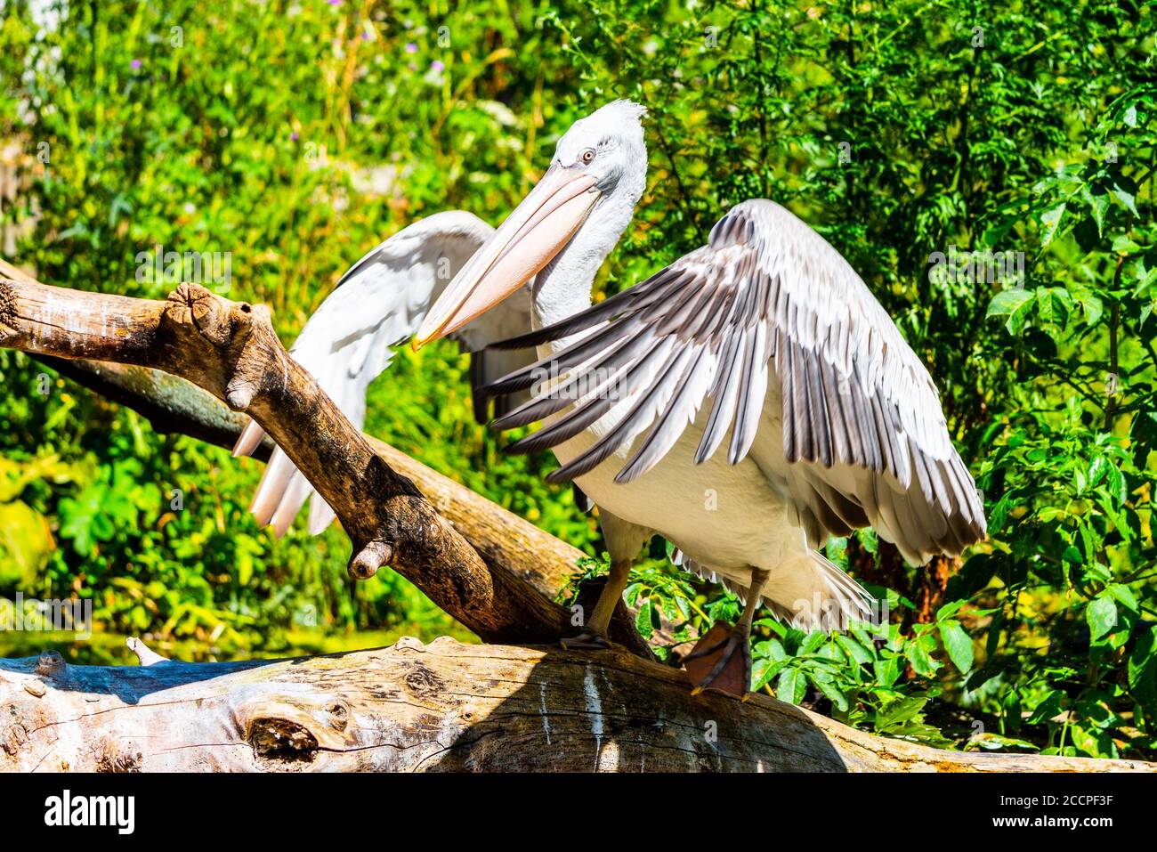 Pelican sitting hi-res stock photography and images - Alamy