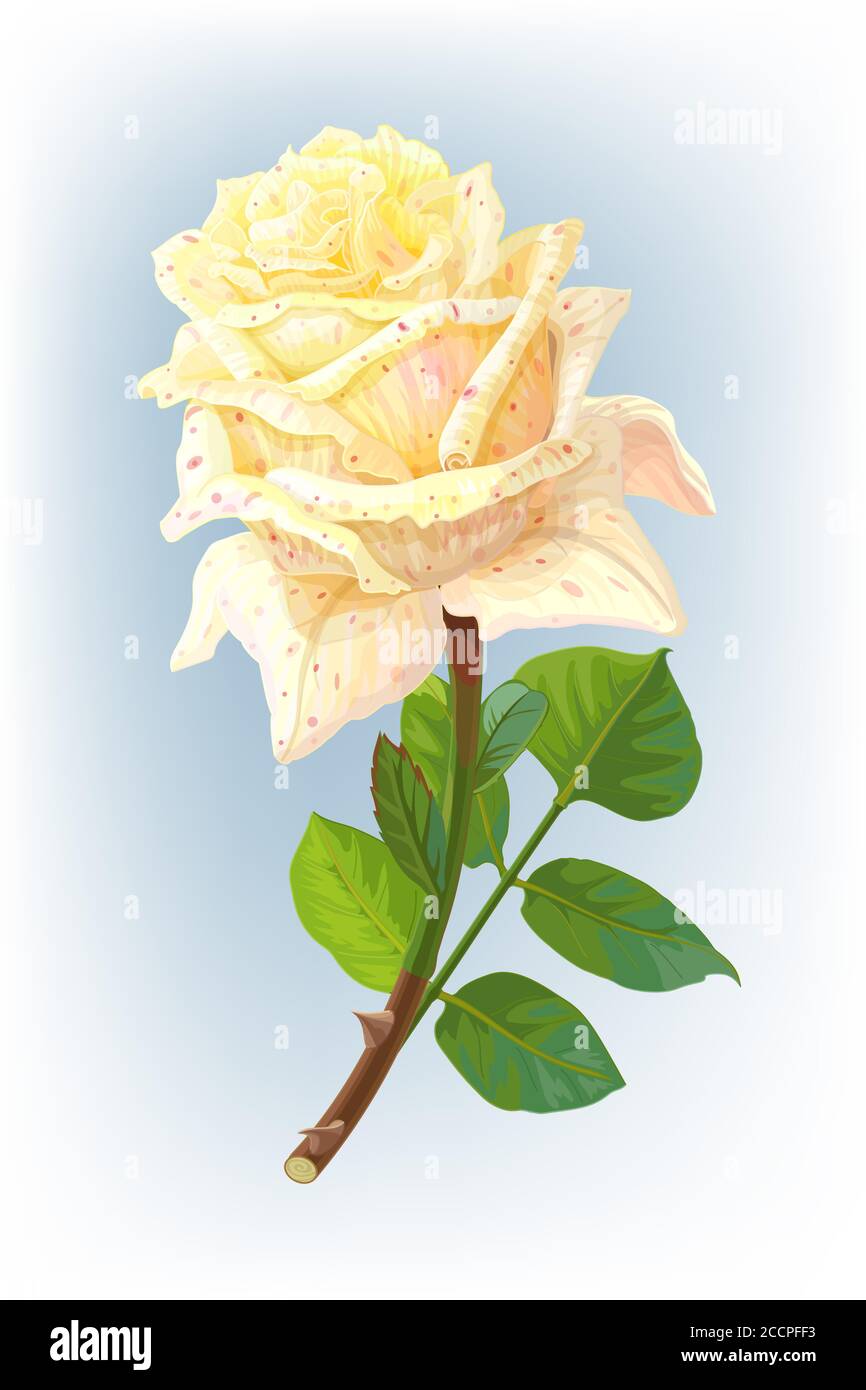 vector realistic clip art vintage rose flower Stock Vector Image & Art ...