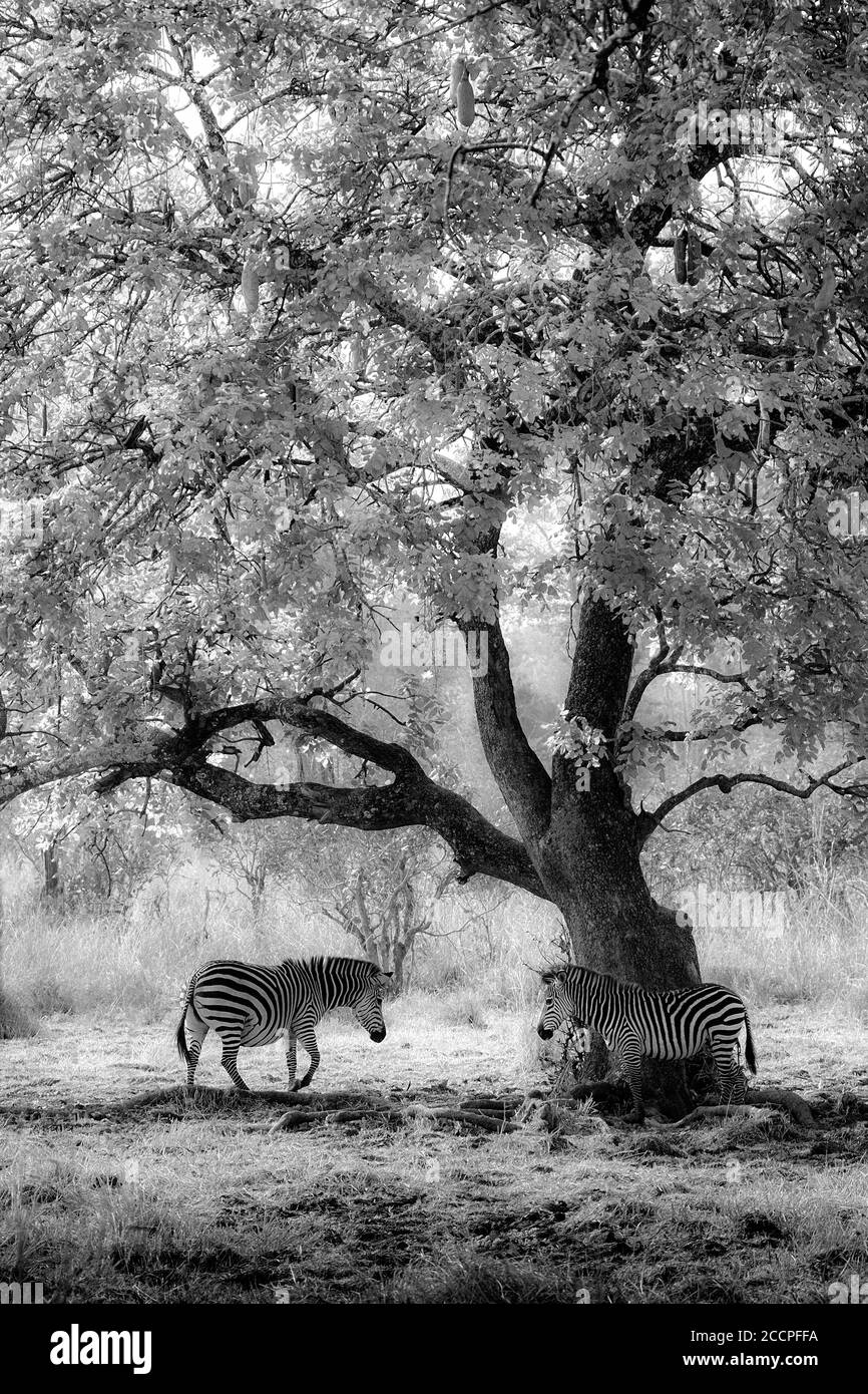 Wildlife animals in their environment, taken in black and white to have ...