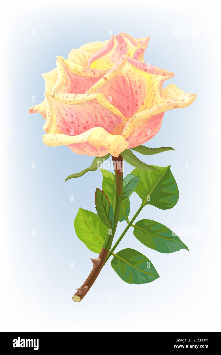 Realistic Pink Rose Drawing