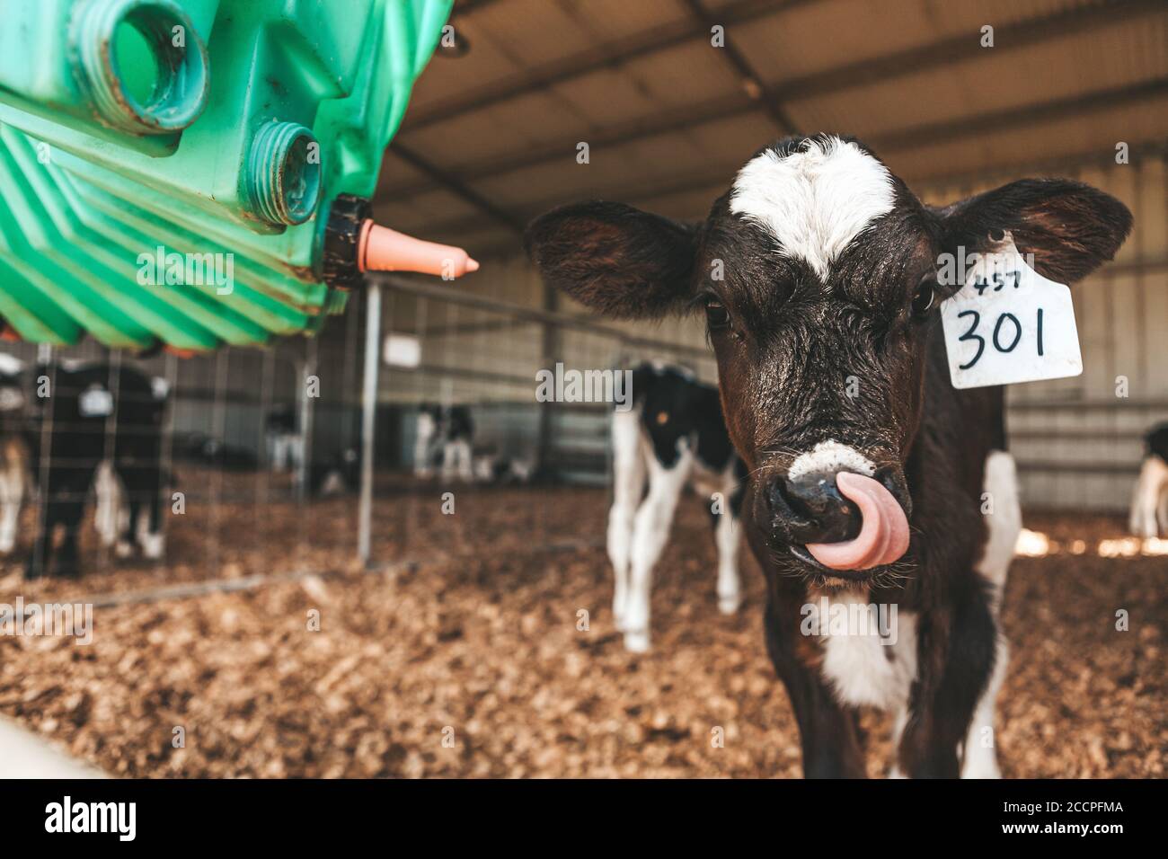 Calf rearing hi-res stock photography and images - Alamy