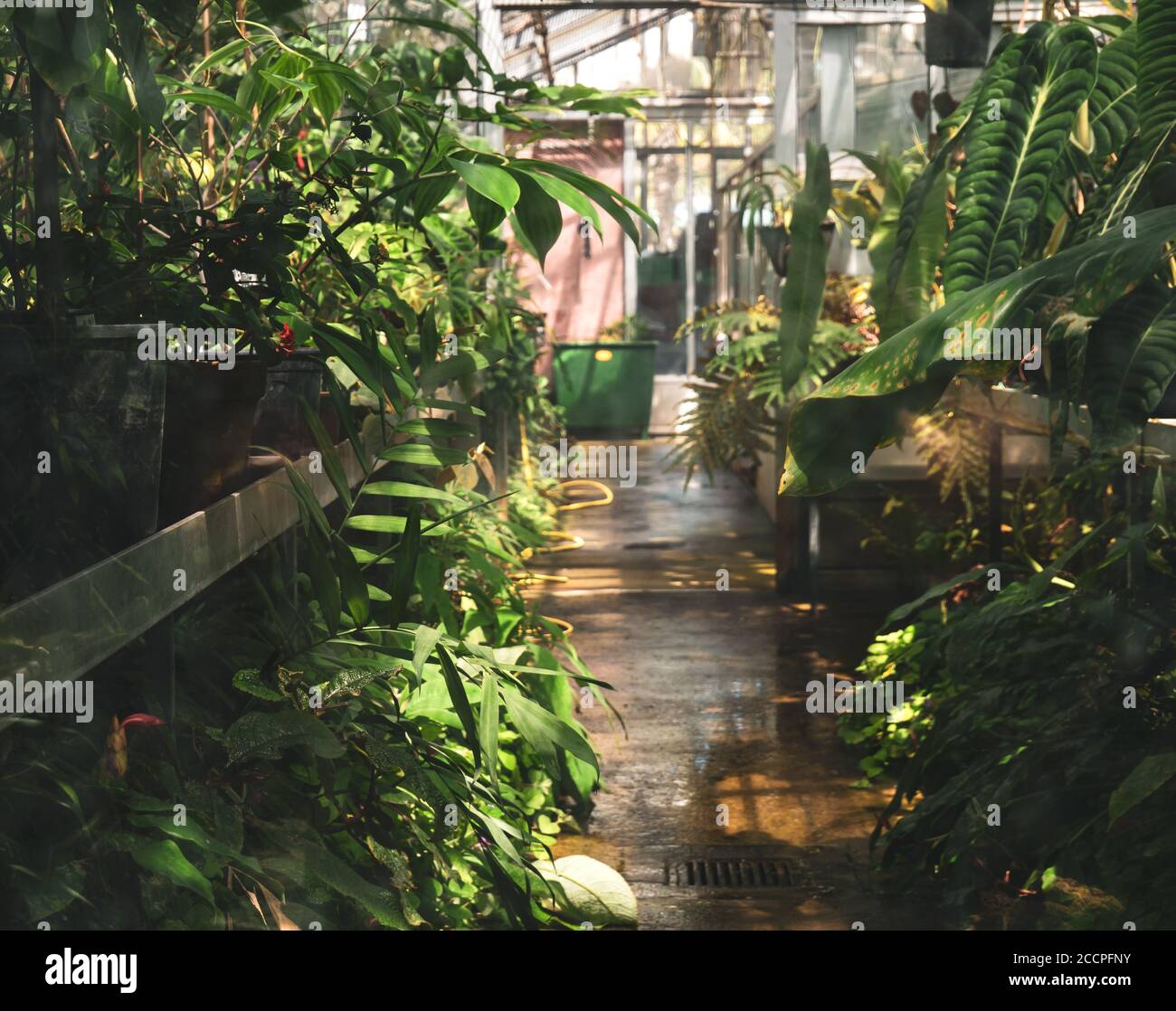 A pathway leads through a botanical Greenhouse. The greenhouse is full ...