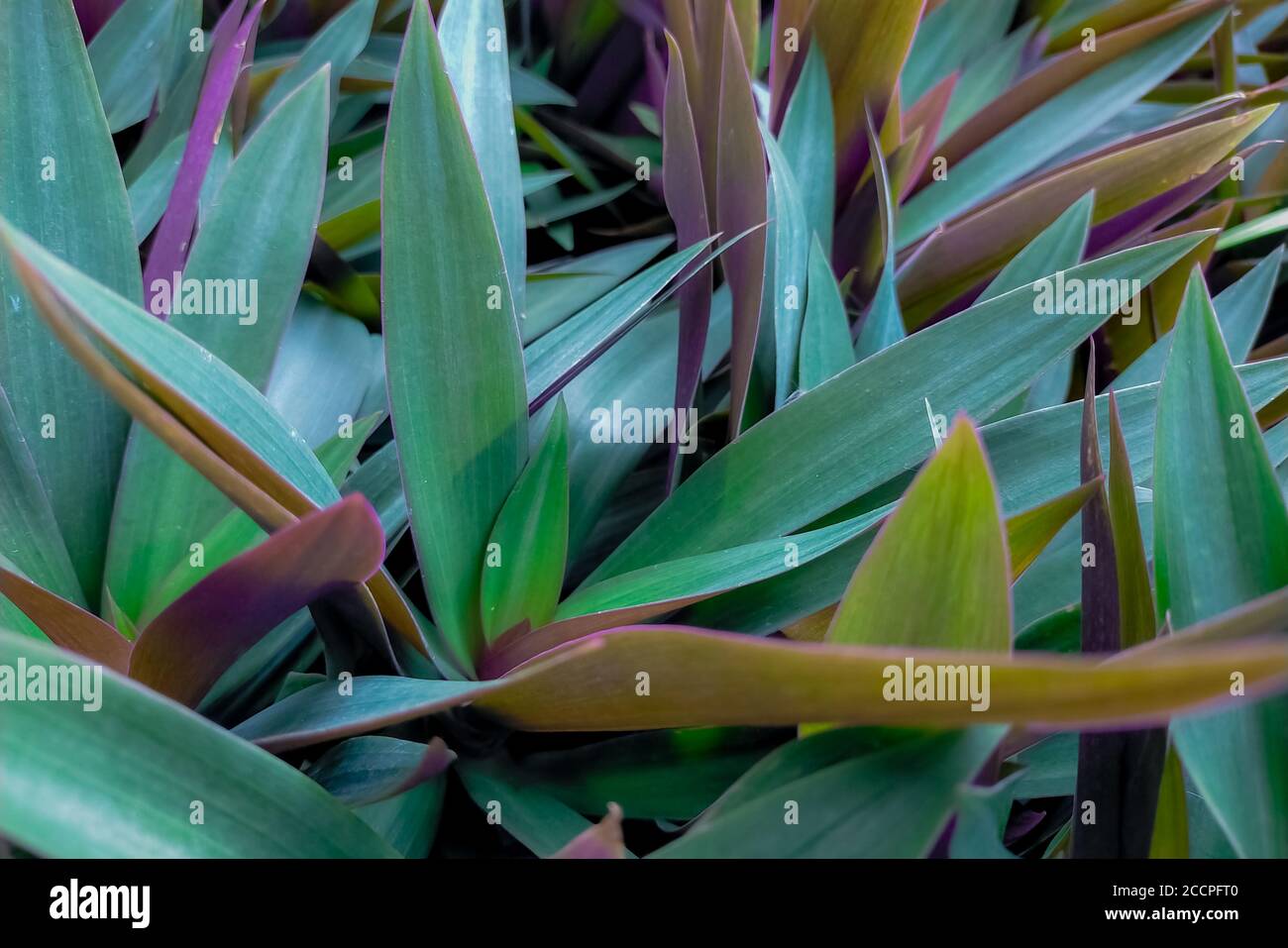 Tradescantia spathacea hi-res stock photography and images - Alamy