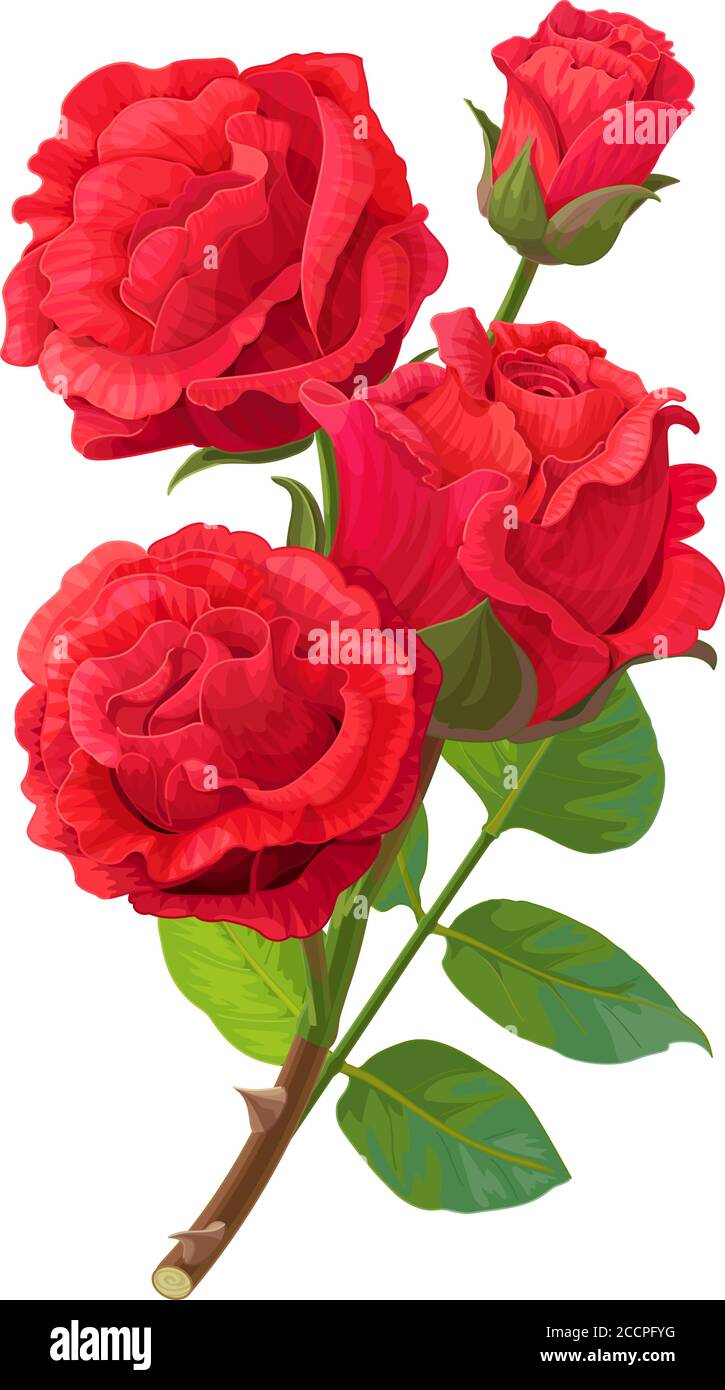 Realistic Red Rose Drawing