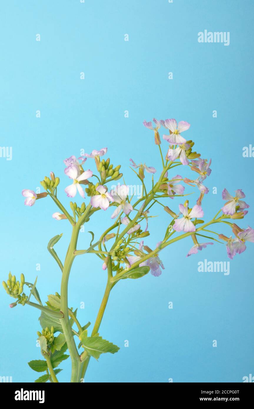 Use of fertilizer in mustard crop hi-res stock photography and images ...