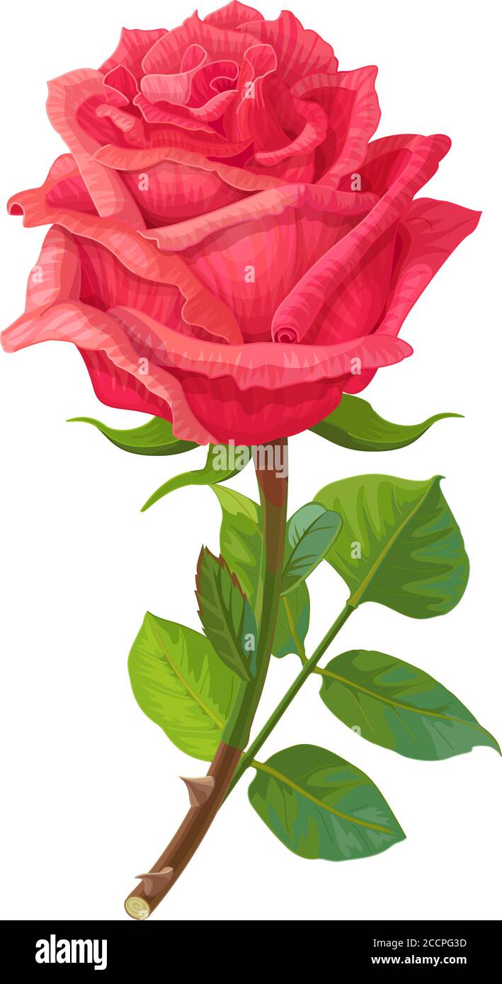 vector realistic clip art vintage rose flower Stock Vector Image & Art ...