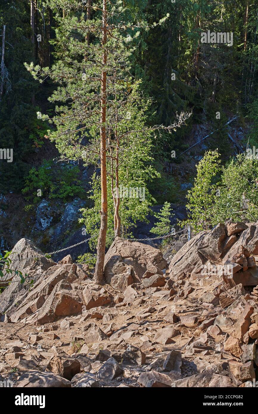 Birch tree lake hi-res stock photography and images - Alamy