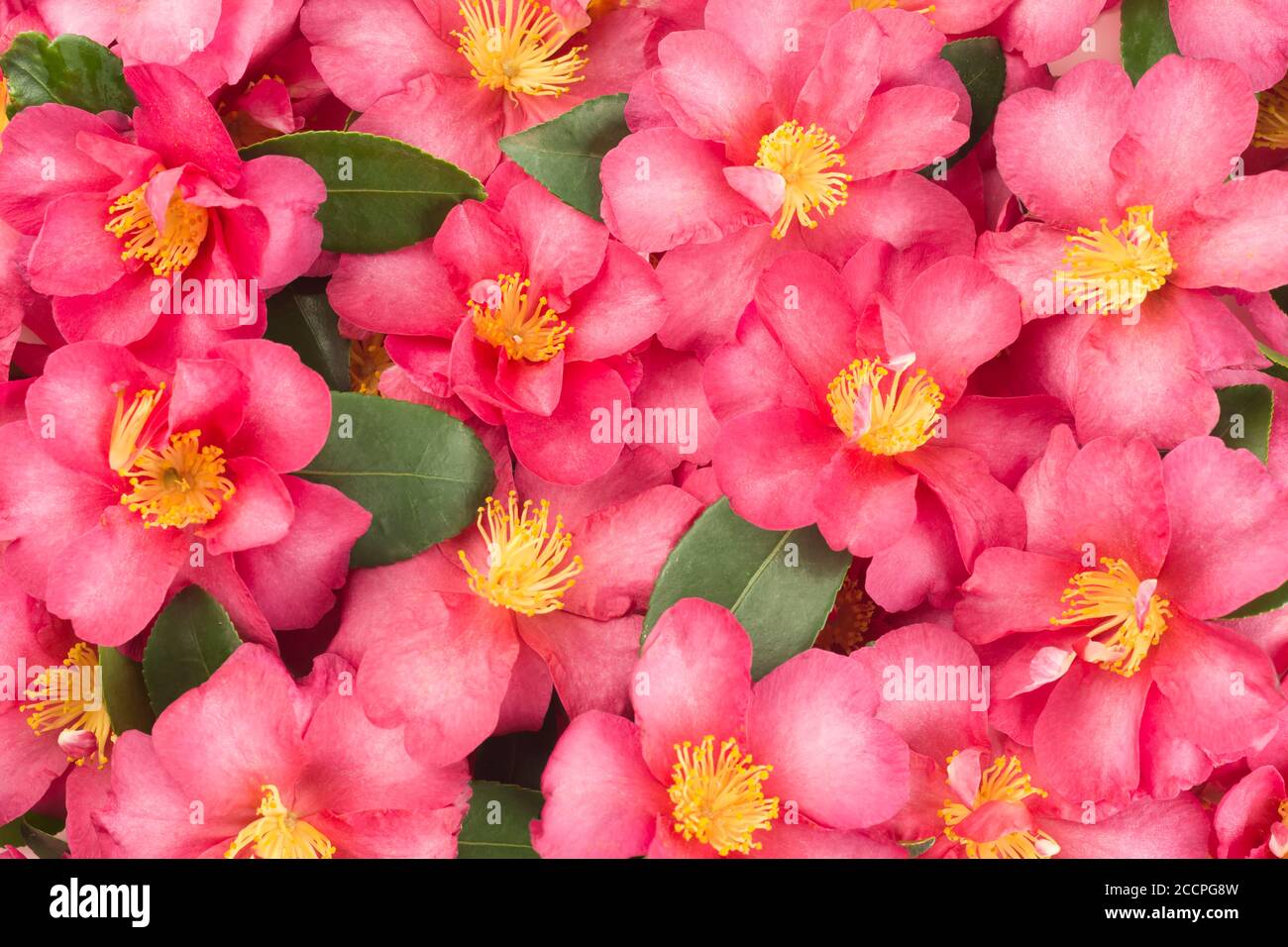 Garden flowers colorful large view hi-res stock photography and images ...
